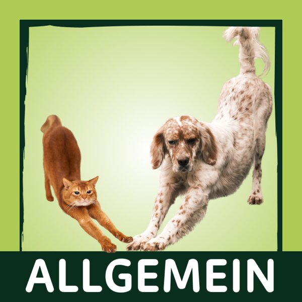 Allgemein